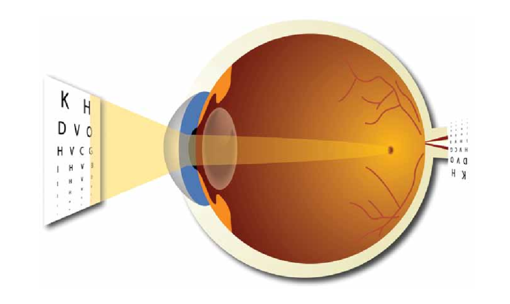 O Que Você Sabe Sobre o Sistema Visual Humano? - HN University